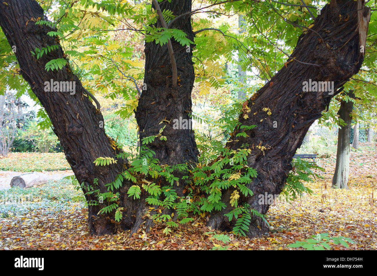Old Caucasian Wingut tripled tree Pterocarya fraxinifolia Stock Photo ...