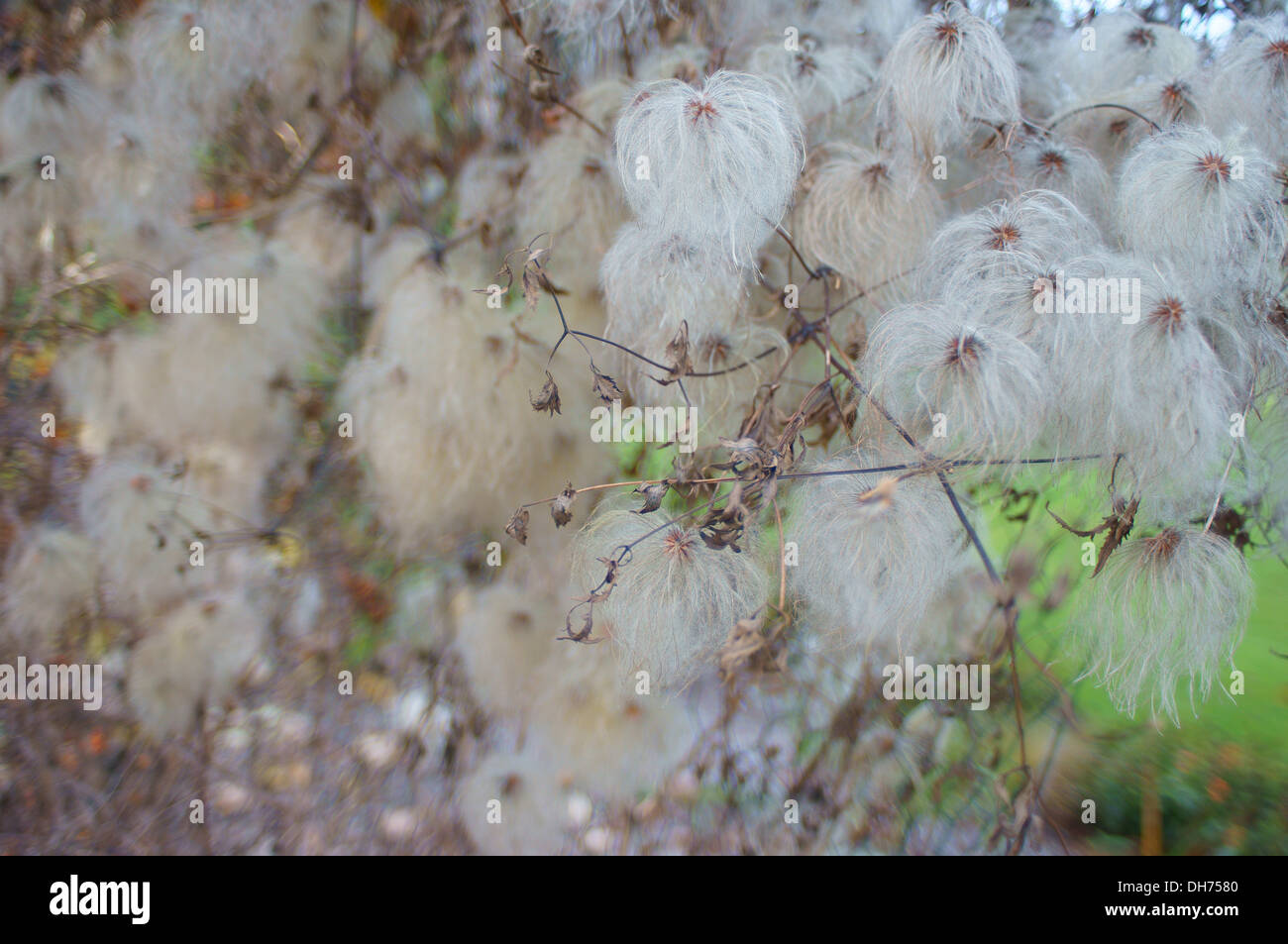 Fluffy seed heads of clematis Stock Photo - Alamy