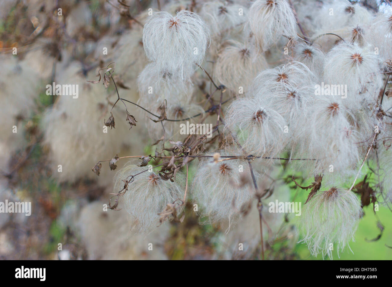 Fluffy seed heads of clematis Stock Photo - Alamy