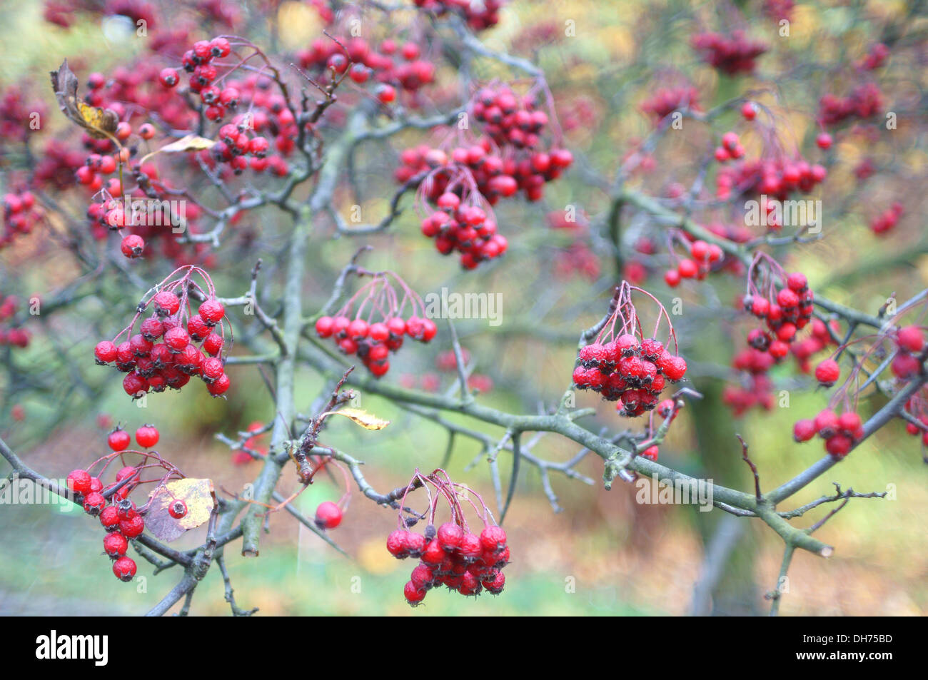 Redhaw Hawthorn Siberian hawthorn red autumn berries Crataegus ...