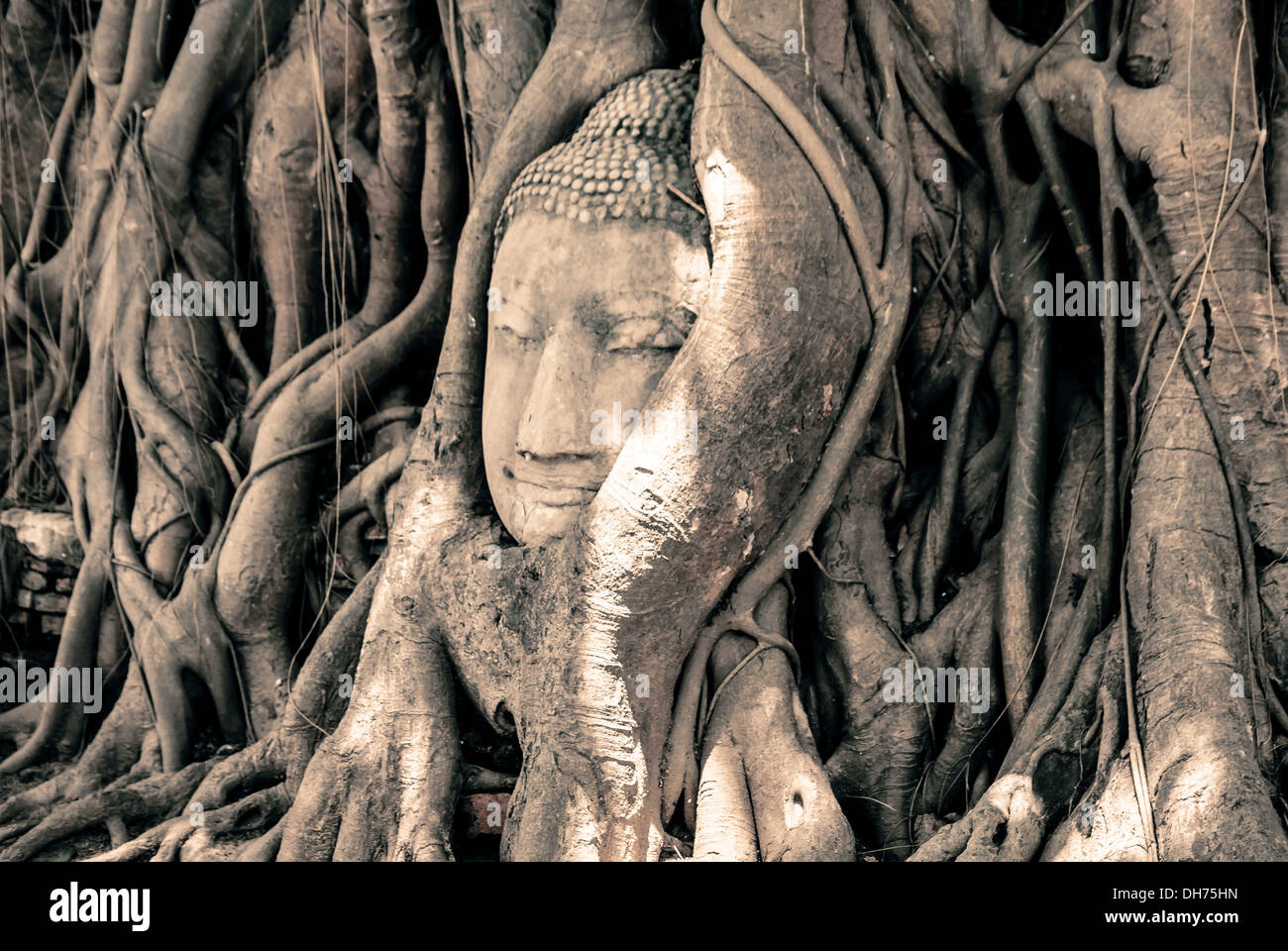 Buddha meditating bodhi tree hi-res stock photography and images - Alamy