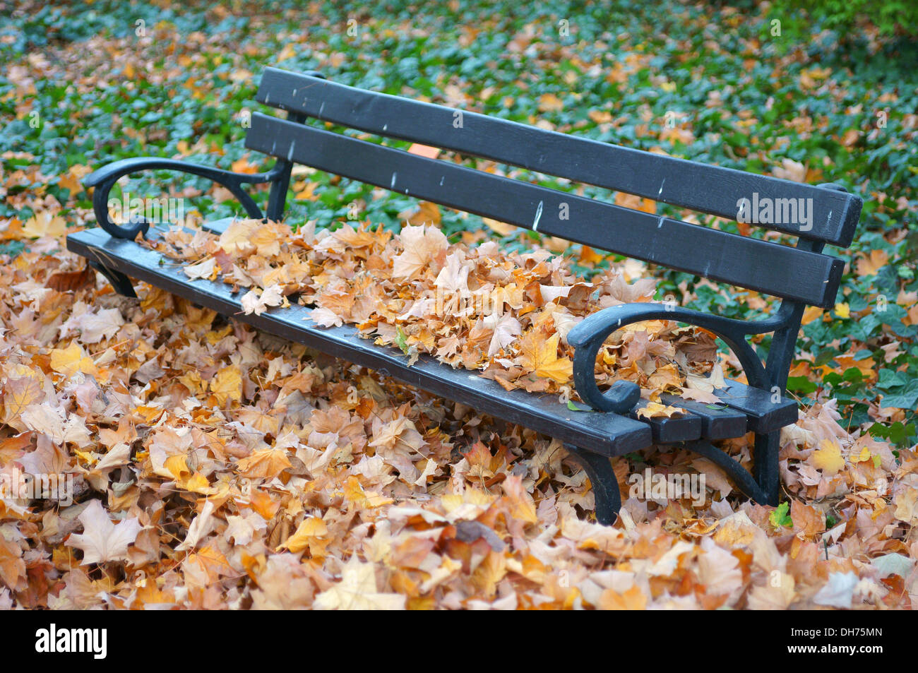 Lonely park bench in fallen autumn leaves Stock Photo - Alamy