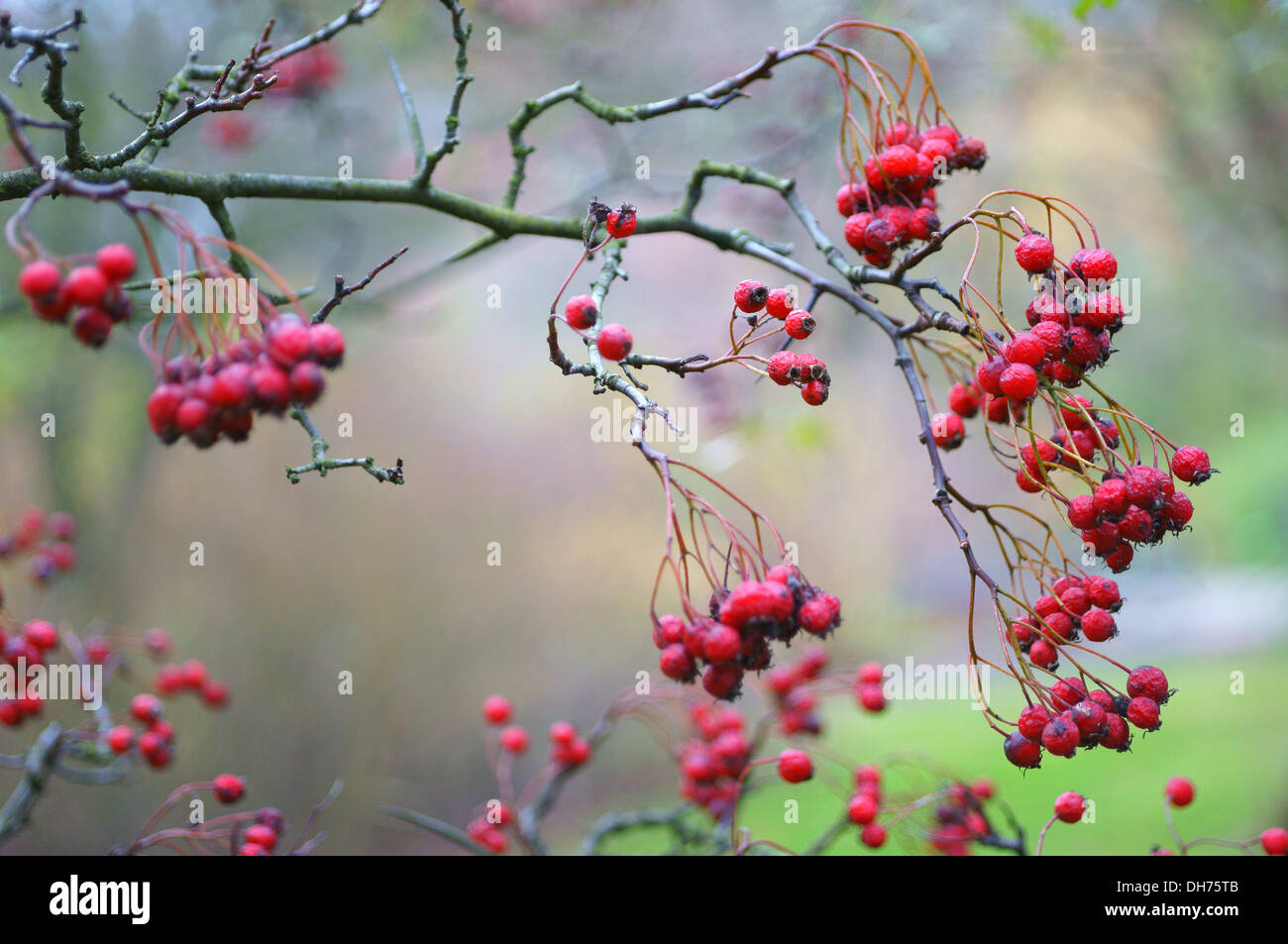 Redhaw Hawthorn Siberian hawthorn red autumn berries Crataegus ...