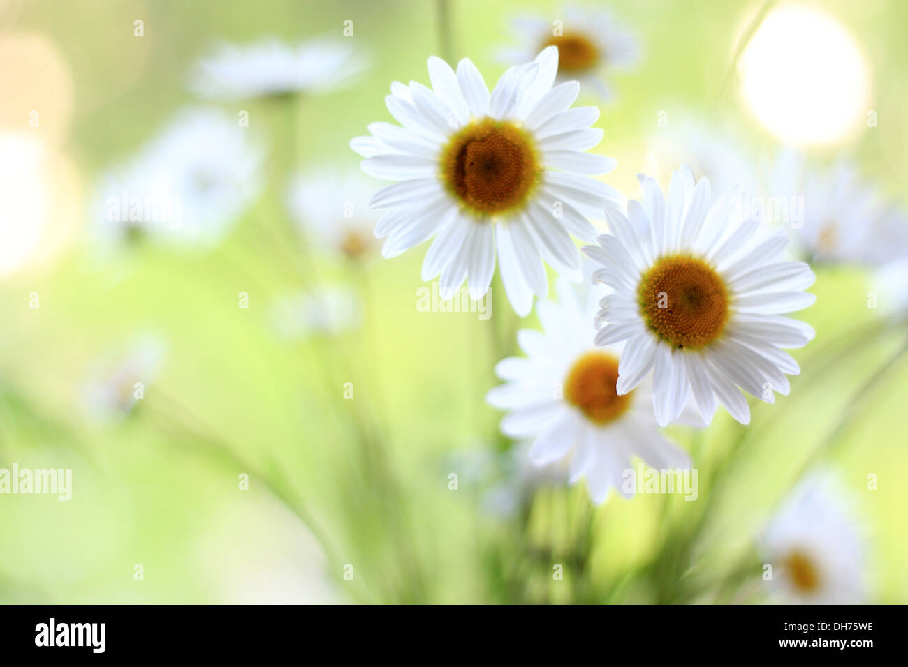 field of daisy flowers Stock Photo - Alamy