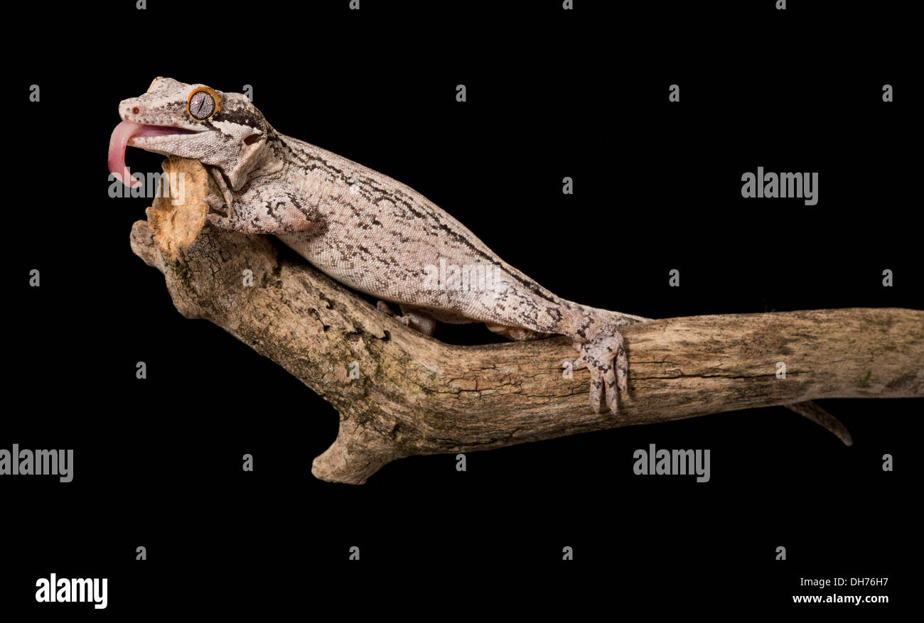 Gecko gargoyle hi-res stock photography and images - Alamy
