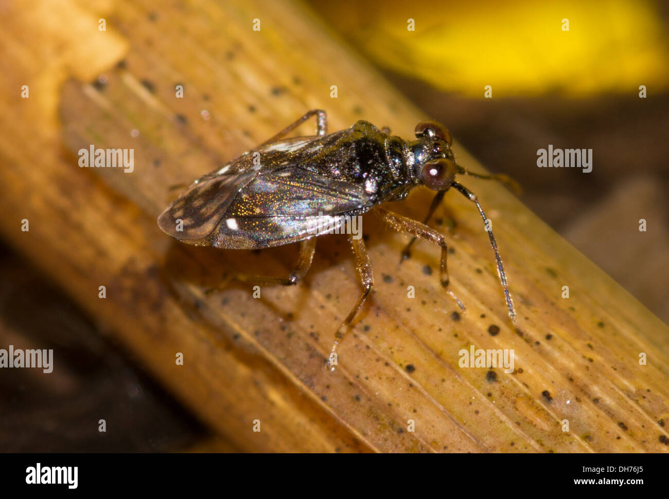 Dead reed stem hi-res stock photography and images - Alamy