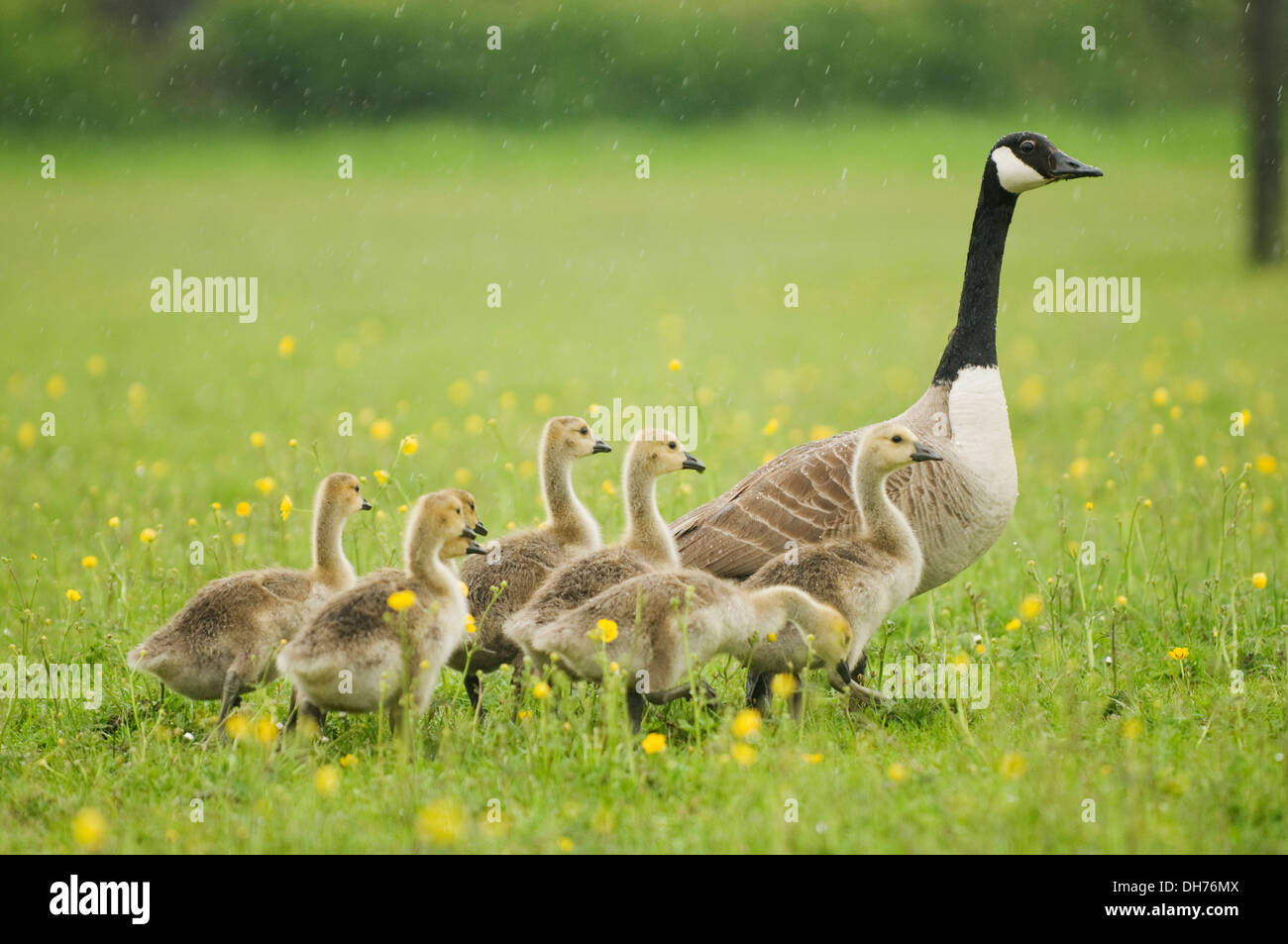 Canada Goose (Branta canadensis) with Goslings Stock Photo - Alamy