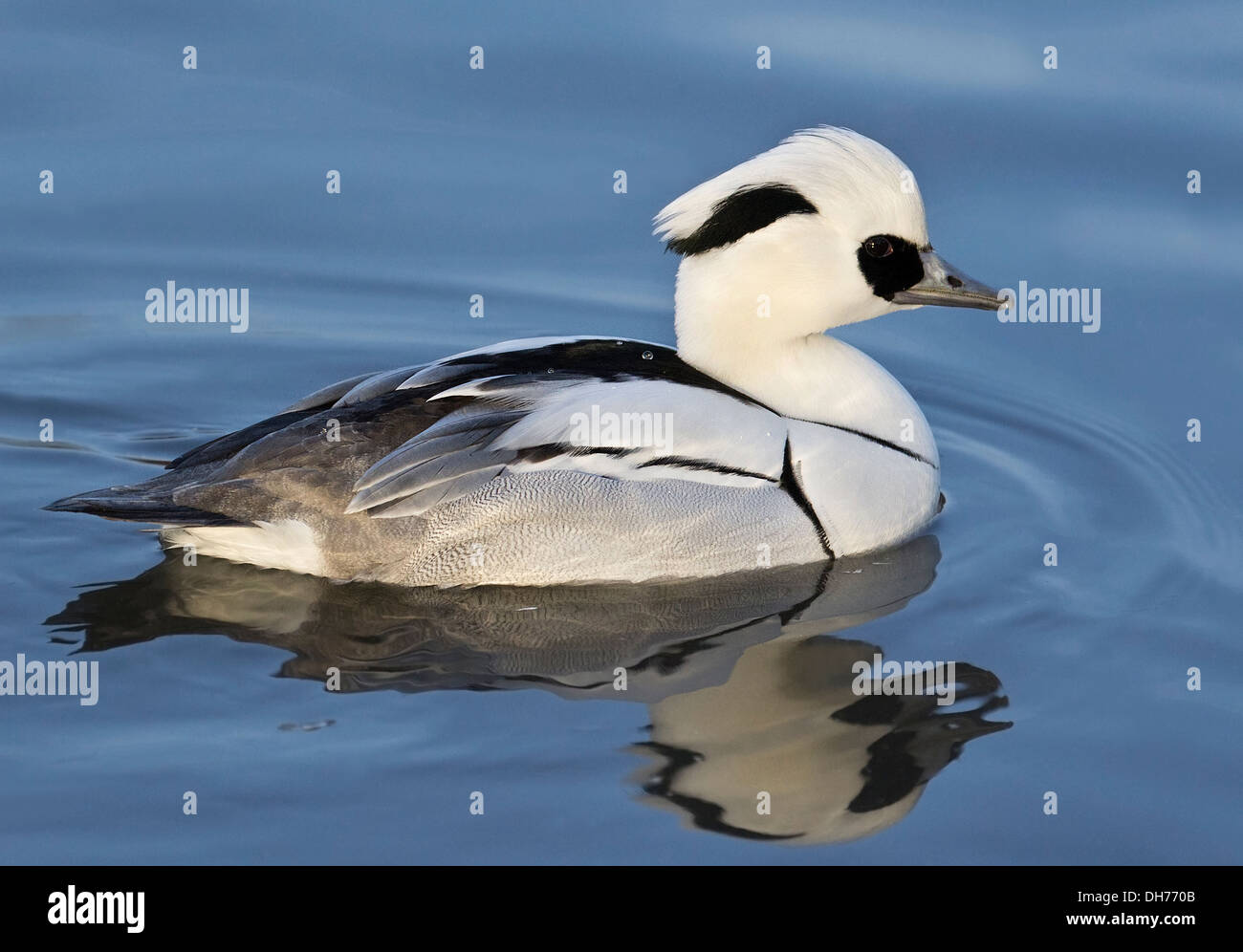 Male Smew High Resolution Stock Photography and Images - Alamy