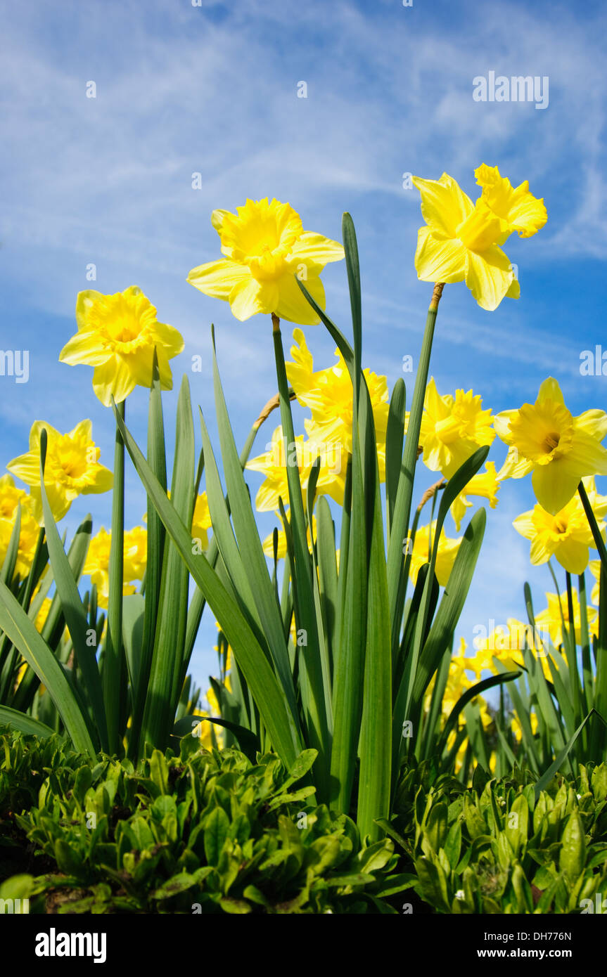 Daffodils in the spring sunshine Stock Photo - Alamy
