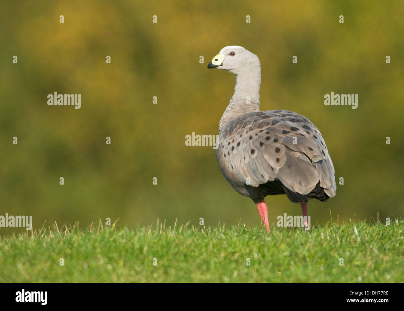 Australian goose hi-res stock photography and images - Alamy