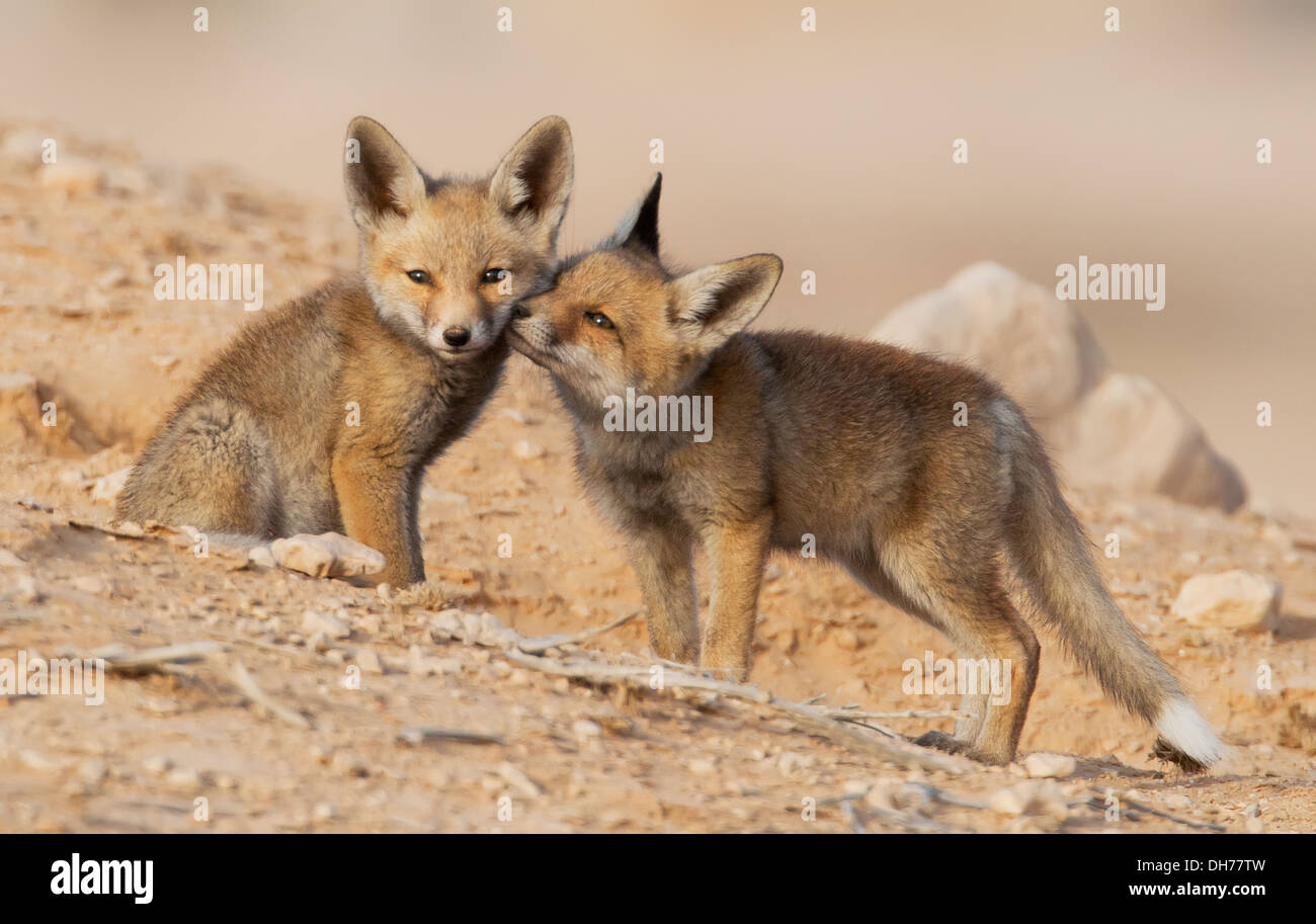 Fox, Red Fox, Red fox cubs Stock Photo - Alamy