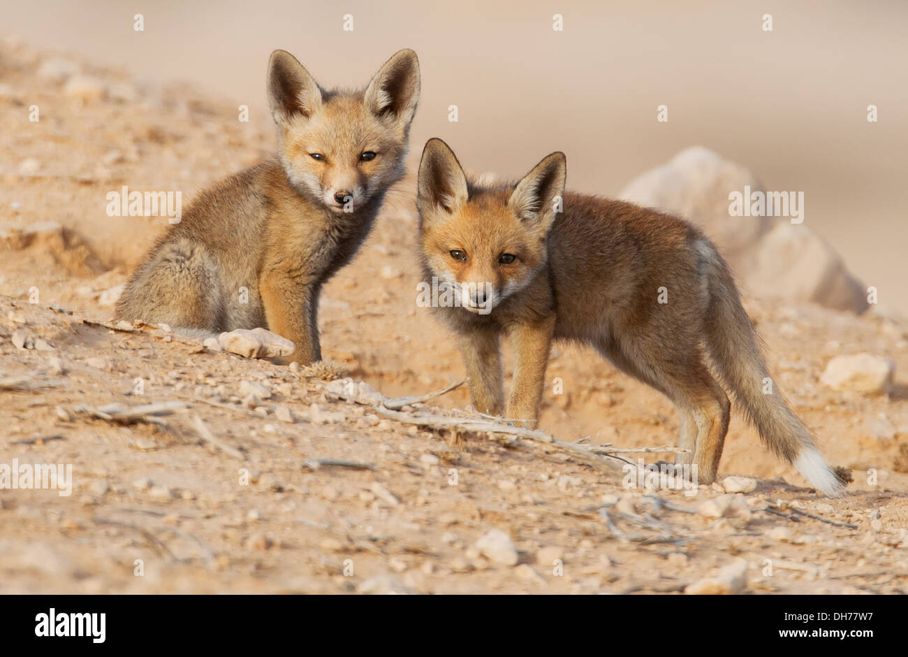 Fox, Red Fox, Red fox cubs Stock Photo - Alamy