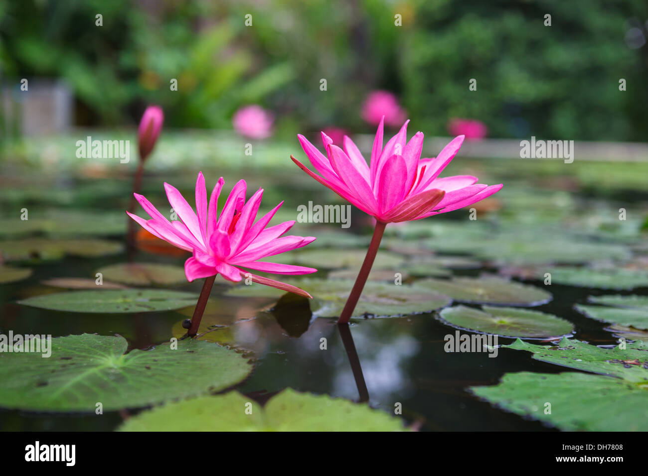 Beautiful pink lotus in the botanical garden Stock Photo - Alamy