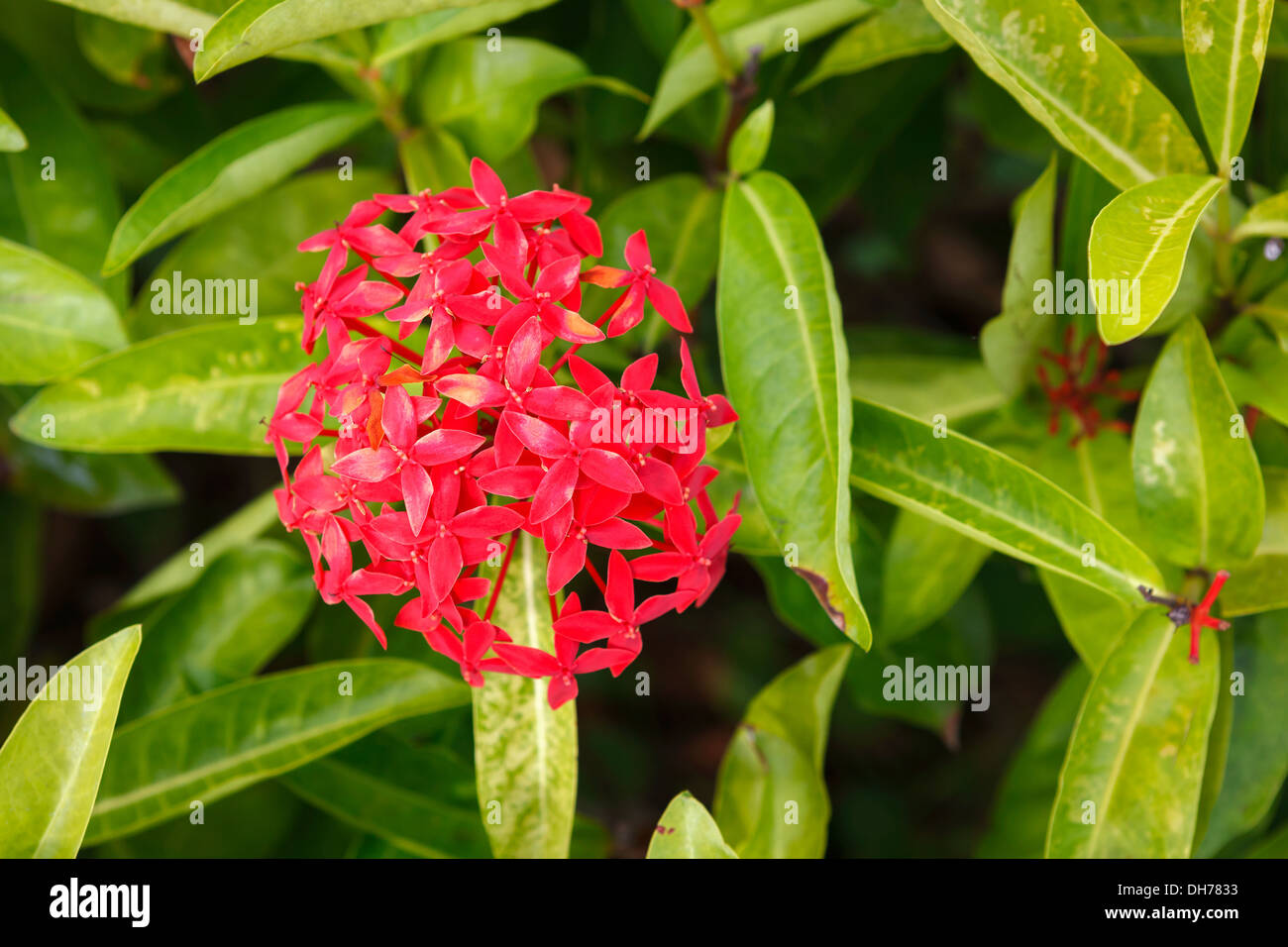 Beautiful exotic thai flower hi-res stock photography and images - Alamy