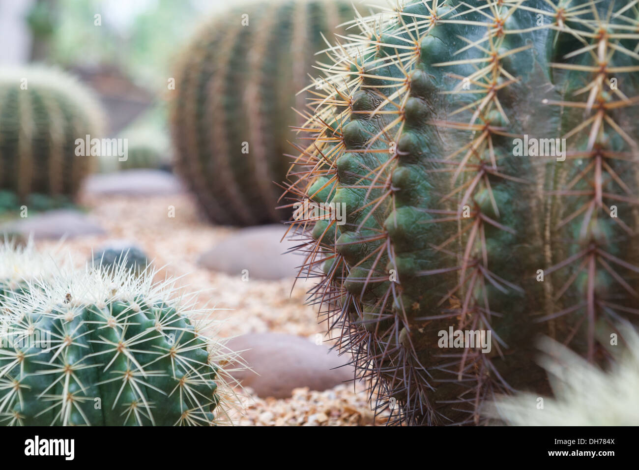 Long spine cactus hi-res stock photography and images - Alamy