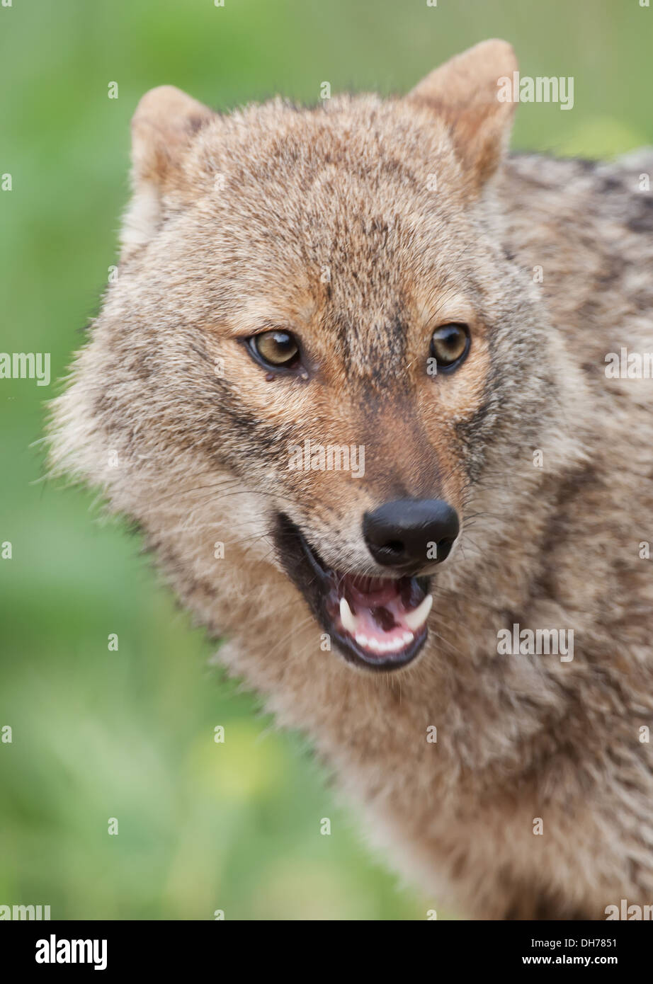 Golden Jackal, Canis aureus, Jackal Stock Photo - Alamy