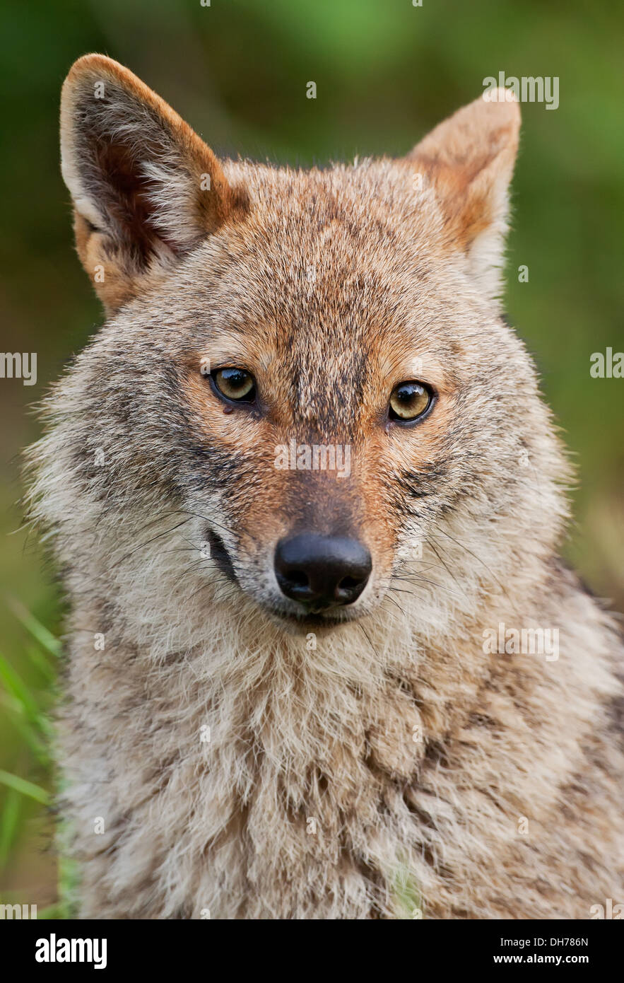 Golden Jackal, Canis aureus, Jackal Stock Photo - Alamy