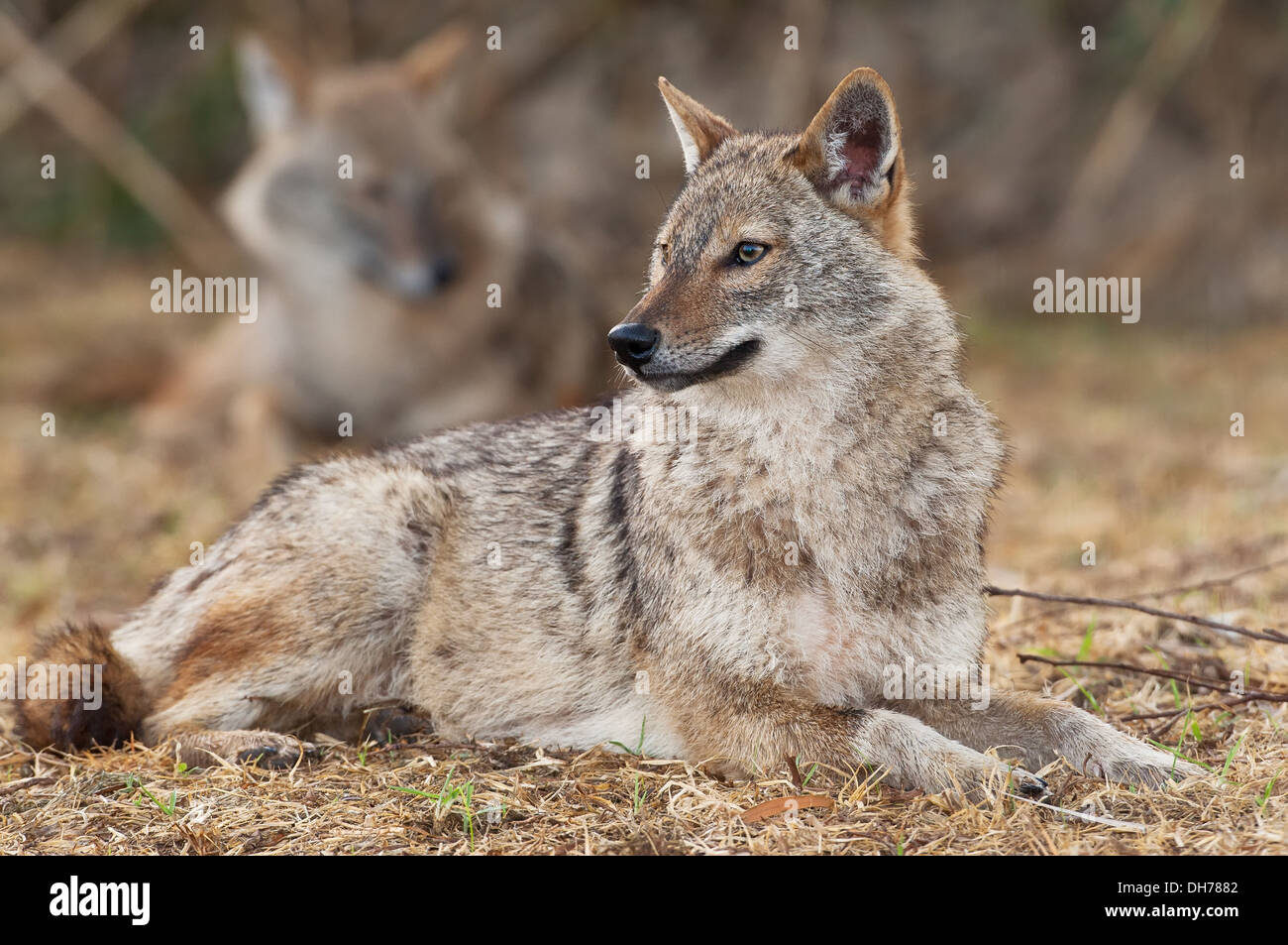 Golden Jackal, Canis aureus, Jackal Stock Photo - Alamy