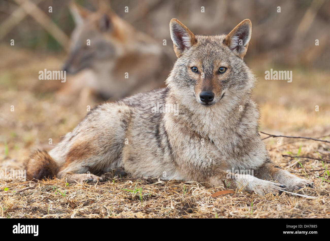 Golden Jackal, Canis aureus, Jackal Stock Photo - Alamy
