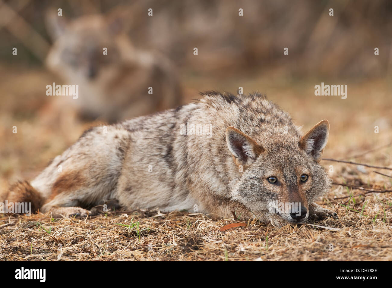 Golden Jackal, Canis aureus, Jackal Stock Photo - Alamy