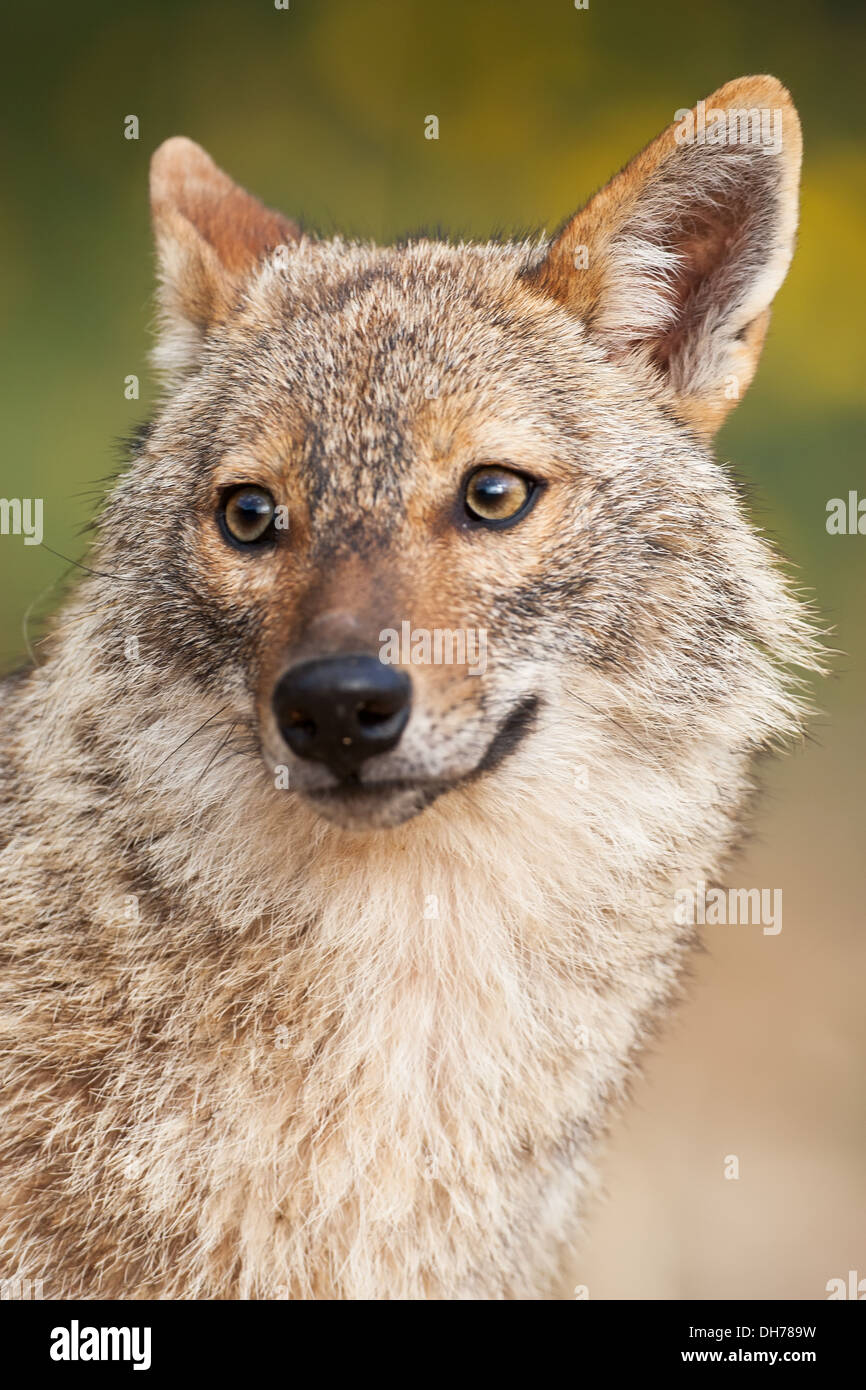 Golden Jackal, Canis aureus, Jackal Stock Photo - Alamy