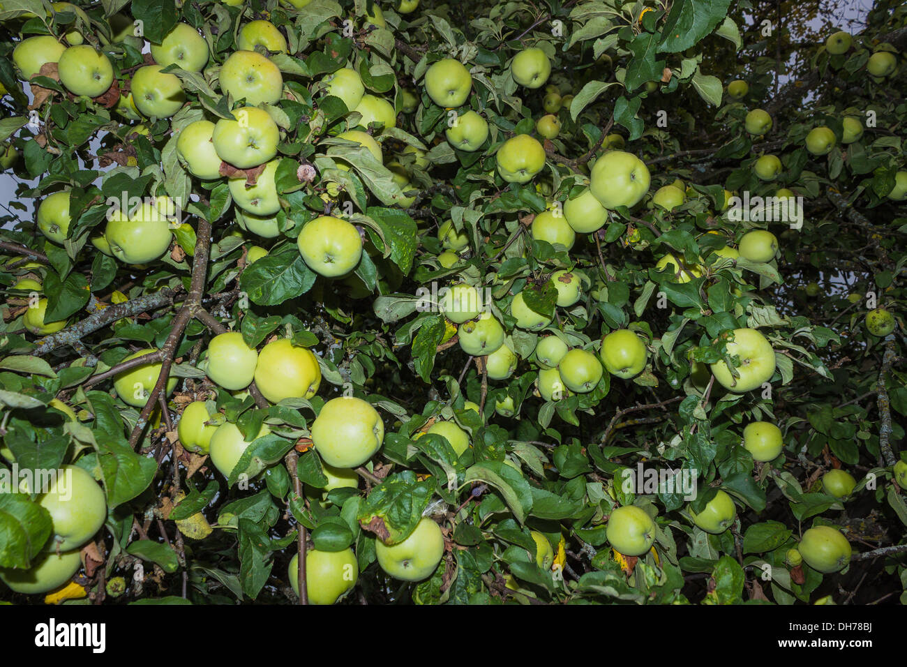 Big green apples hi-res stock photography and images - Alamy