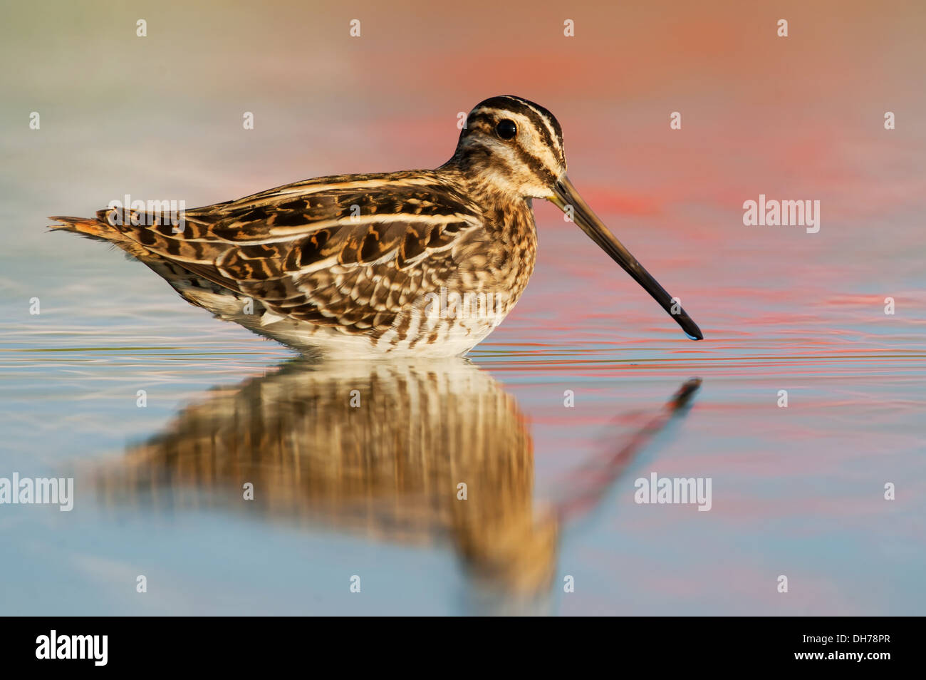 Snipe, Common Snipe Stock Photo - Alamy