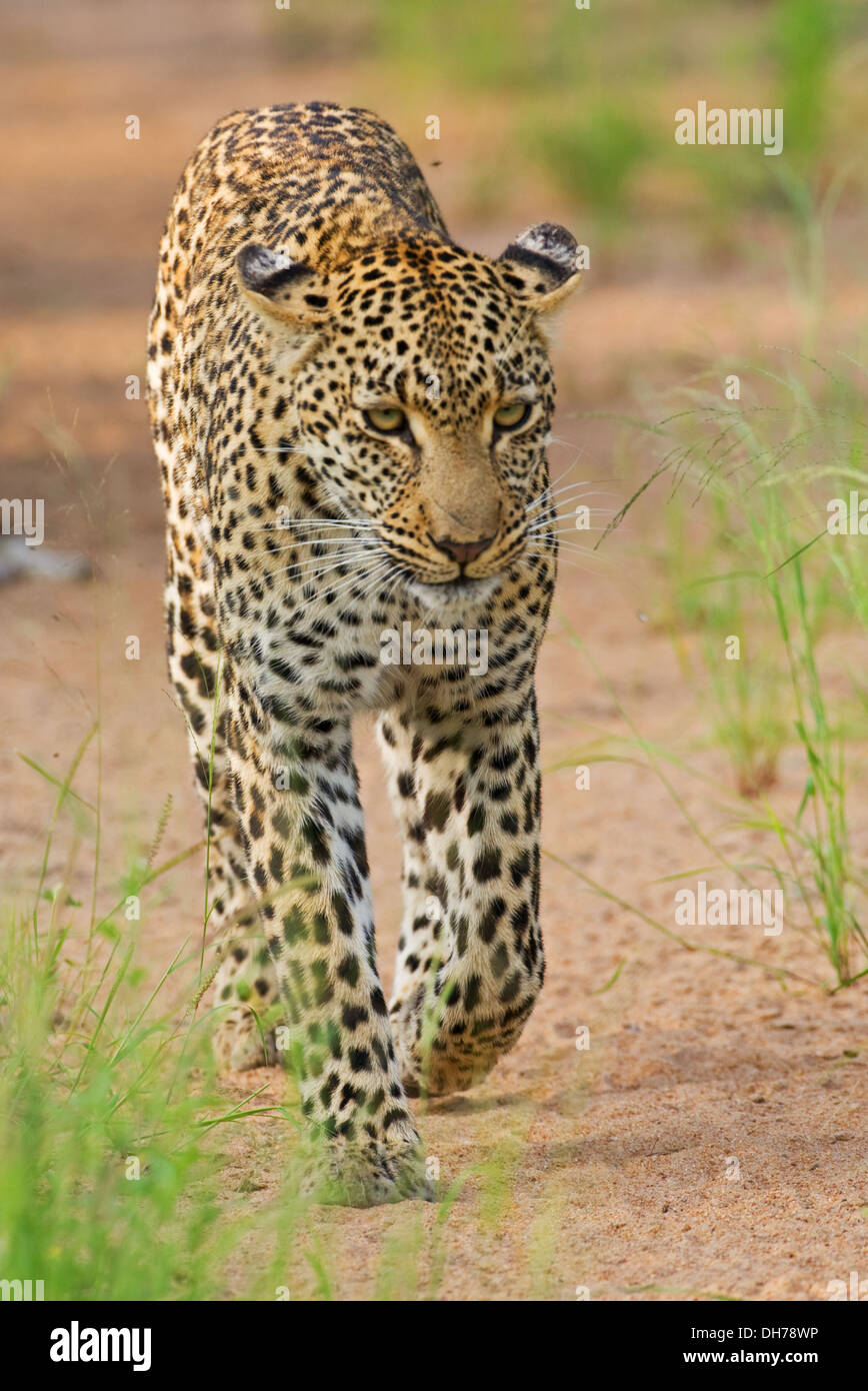 Leopard, Panthera pardus, Panthera Stock Photo - Alamy