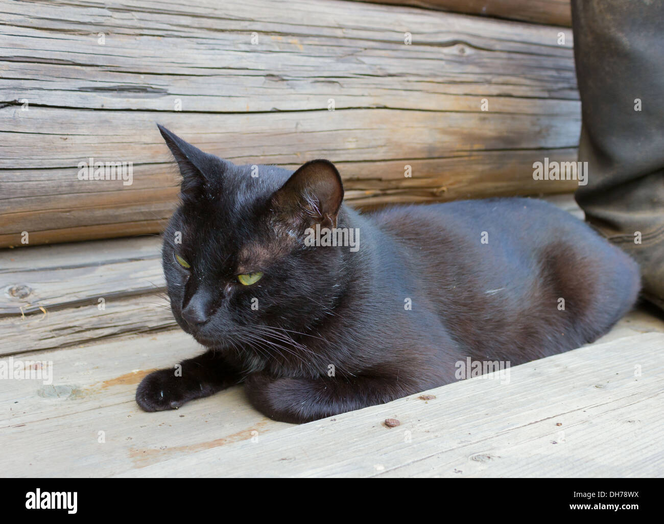 Black Cat 3 Stock Photo - Alamy