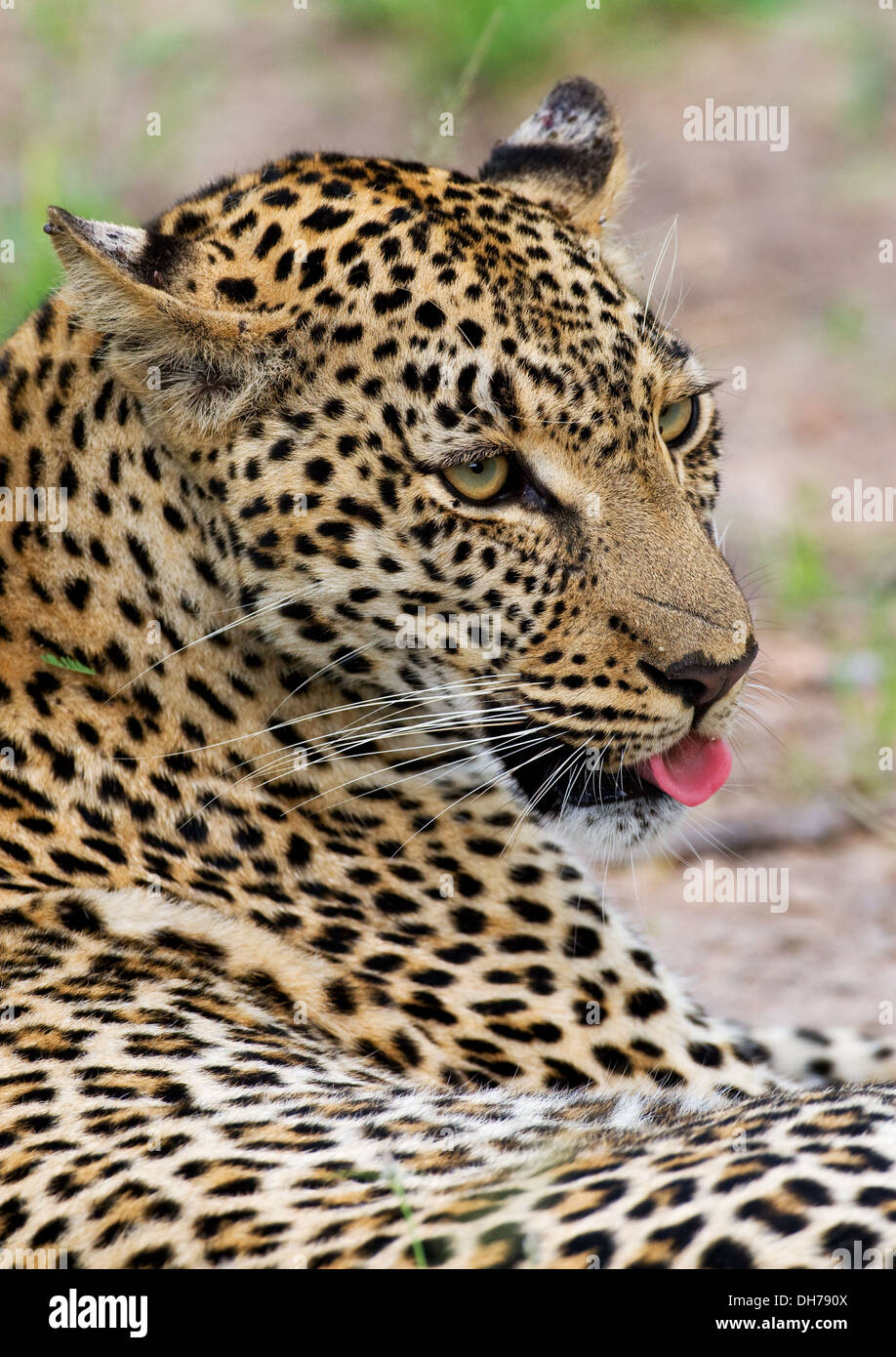 Leopard, Panthera pardus, Panthera Stock Photo - Alamy