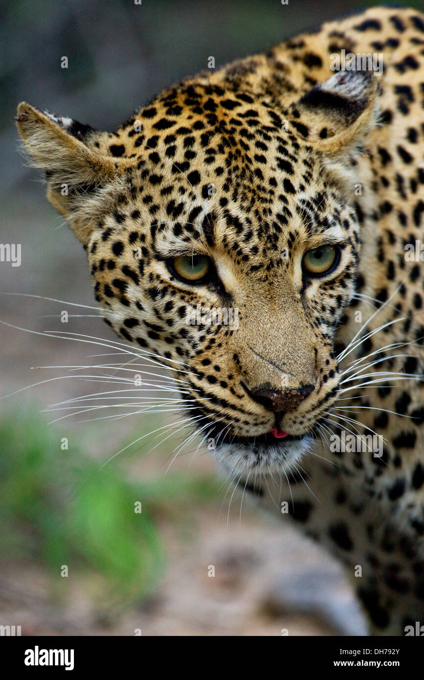 Leopard, Panthera pardus, Panthera Stock Photo - Alamy