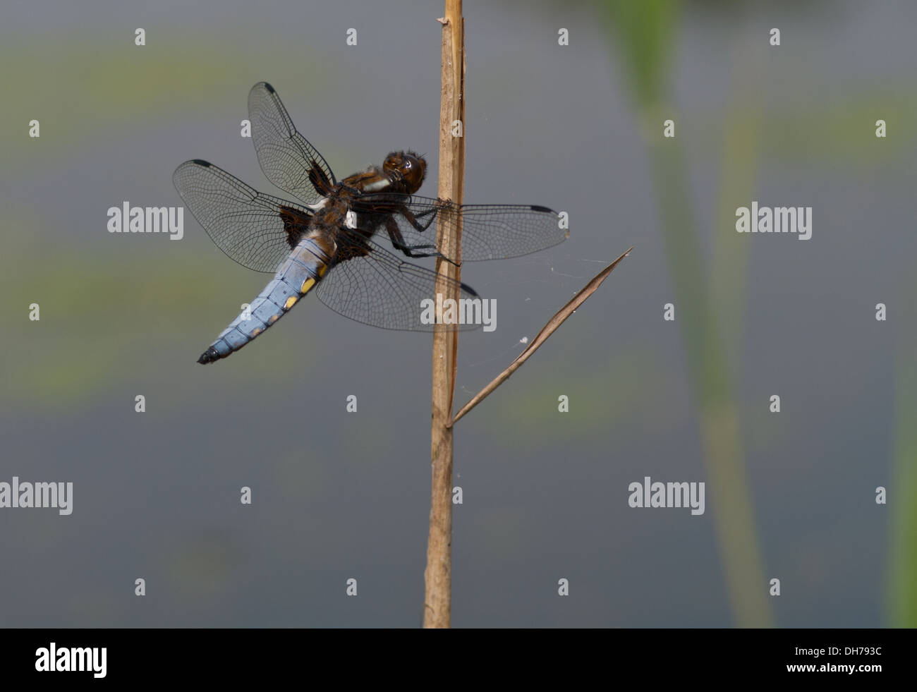 A male broad bodied chaser dragonfly Stock Photo - Alamy