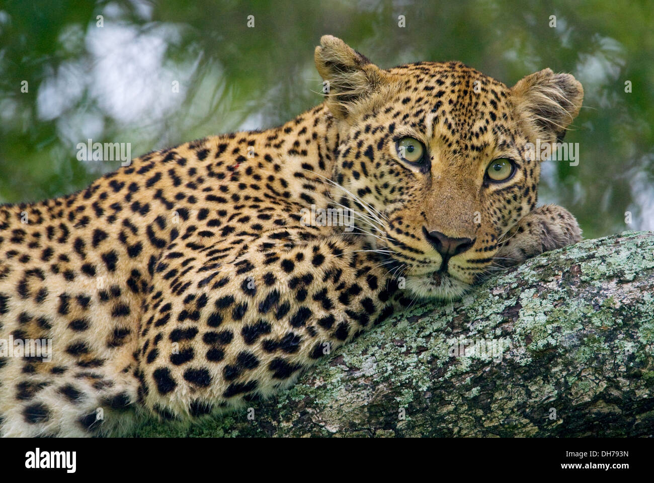 Leopard, Panthera pardus, Panthera Stock Photo - Alamy