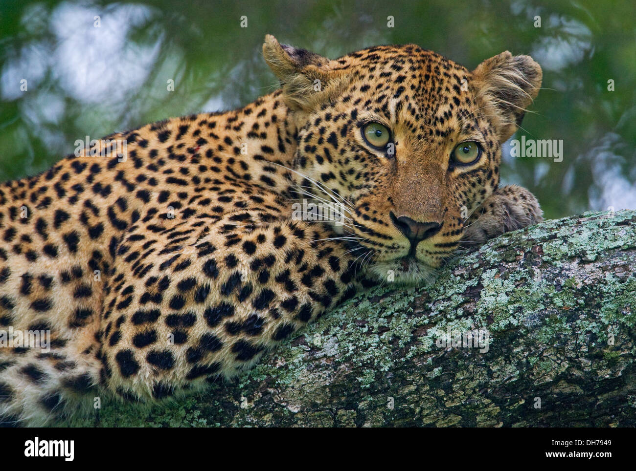 Leopard, Panthera pardus, Panthera Stock Photo - Alamy