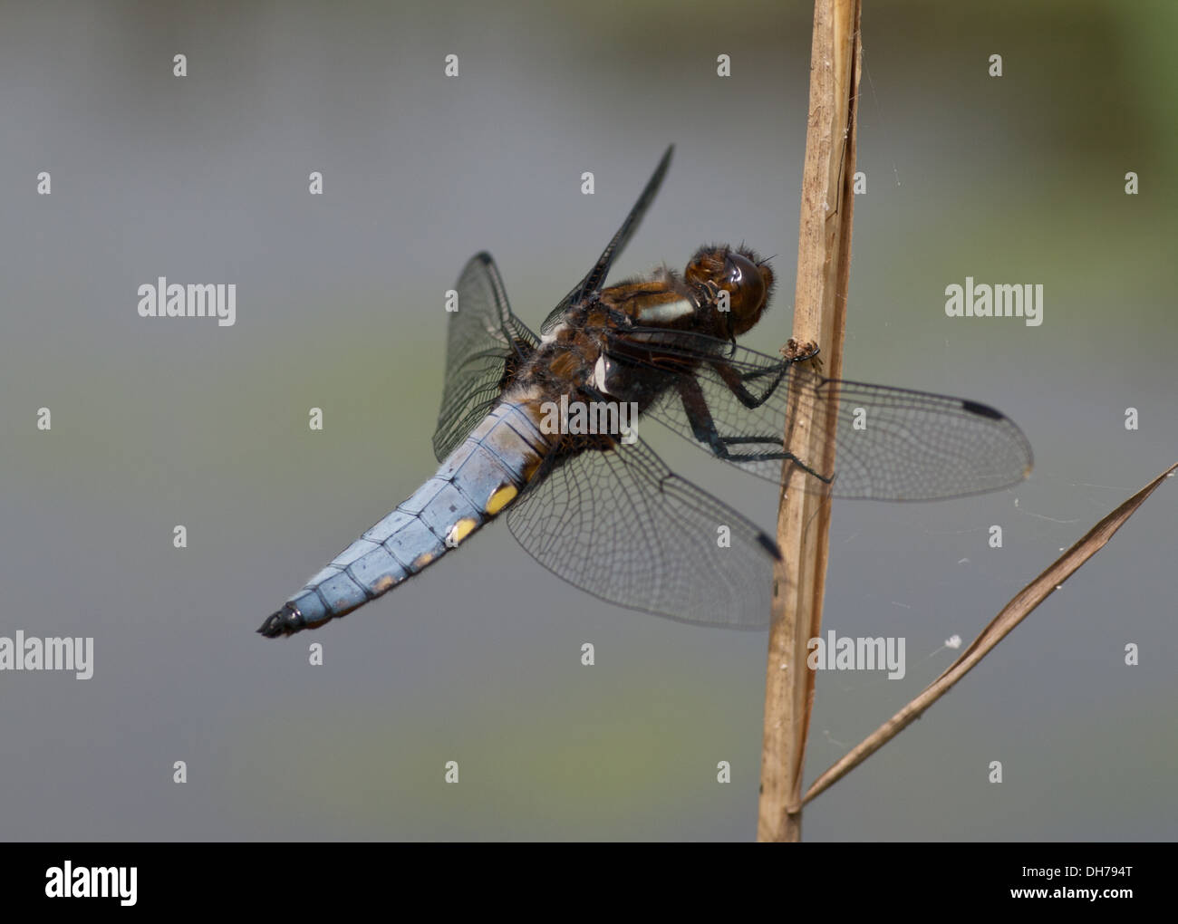 Blue darter hi-res stock photography and images - Alamy