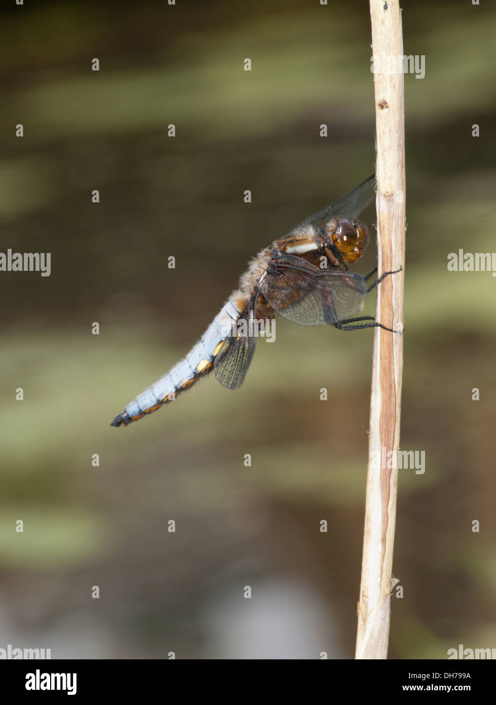 Blue darter hi-res stock photography and images - Alamy