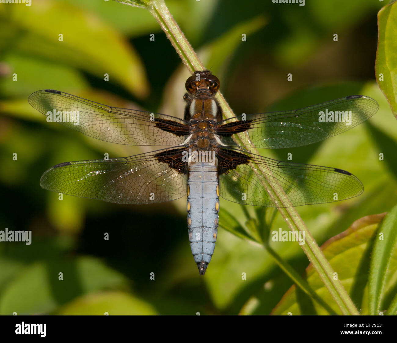 A male broad bodied chaser dragonfly Stock Photo - Alamy