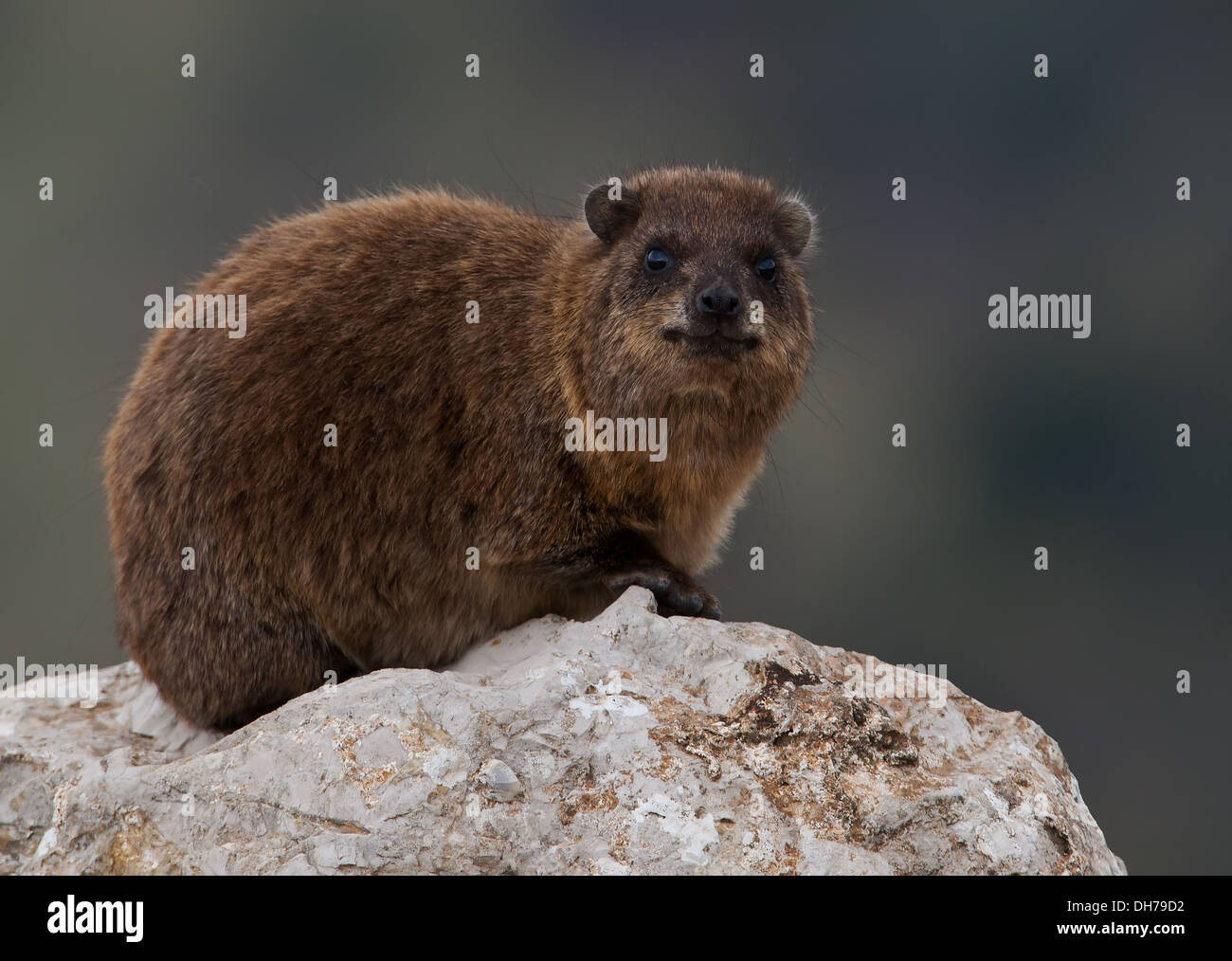 Syrian rock hyrax hi-res stock photography and images - Alamy