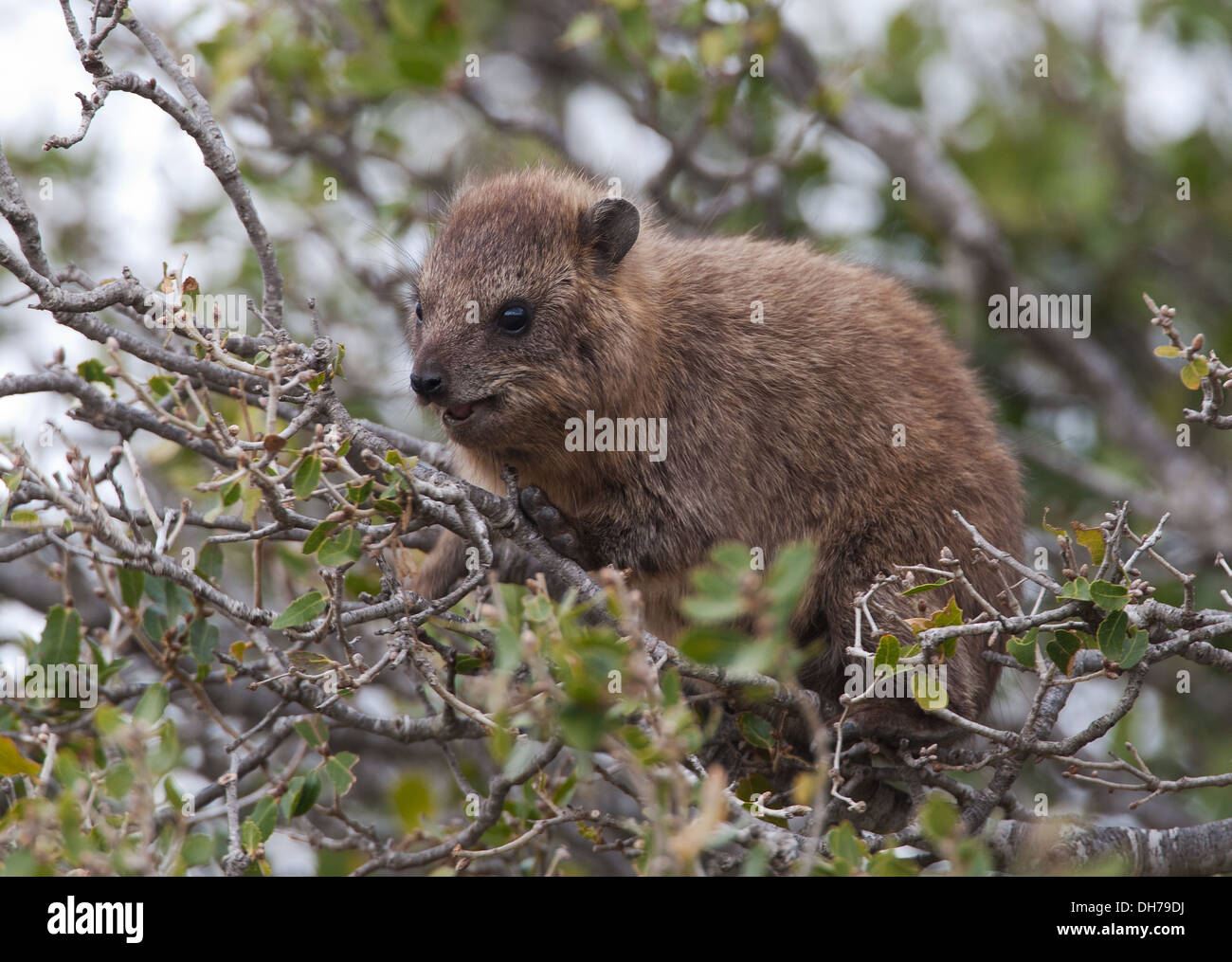 Syrian rock hyrax hi-res stock photography and images - Alamy
