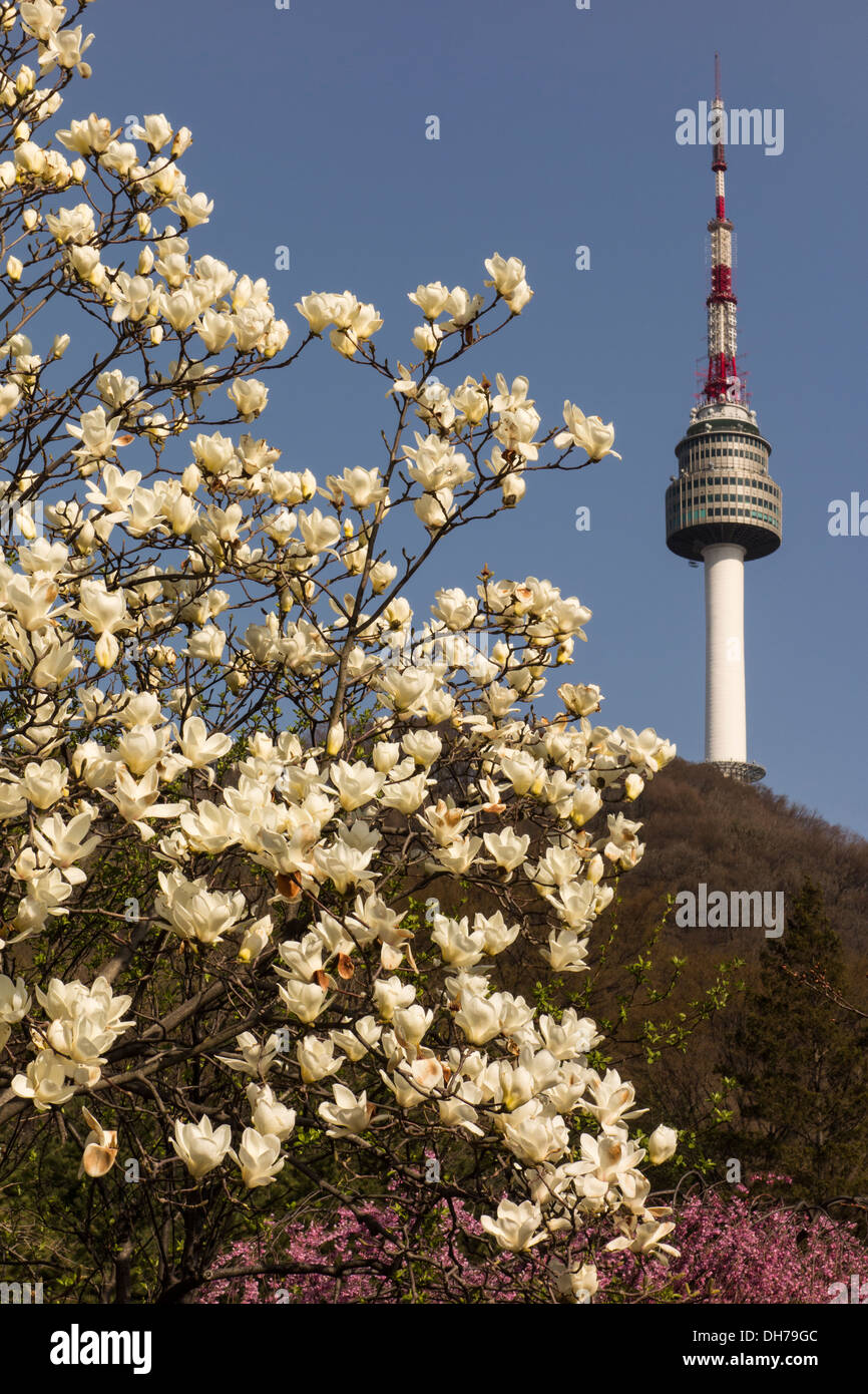 View of N Seoul Tower of Namsan in spring, Seoul, Korea Stock Photo - Alamy