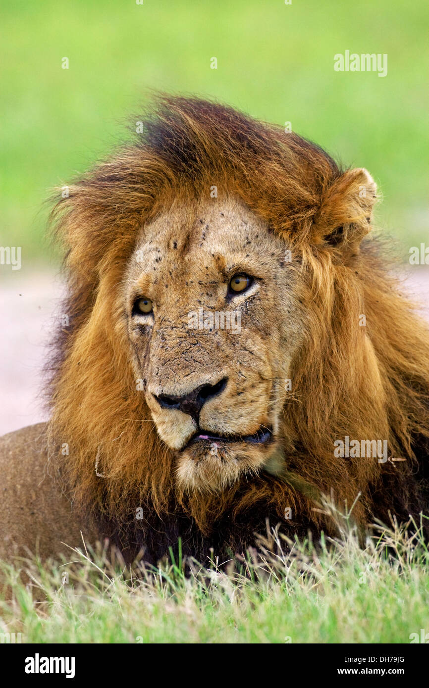 Lion, big 5, Panthera Leo Stock Photo - Alamy