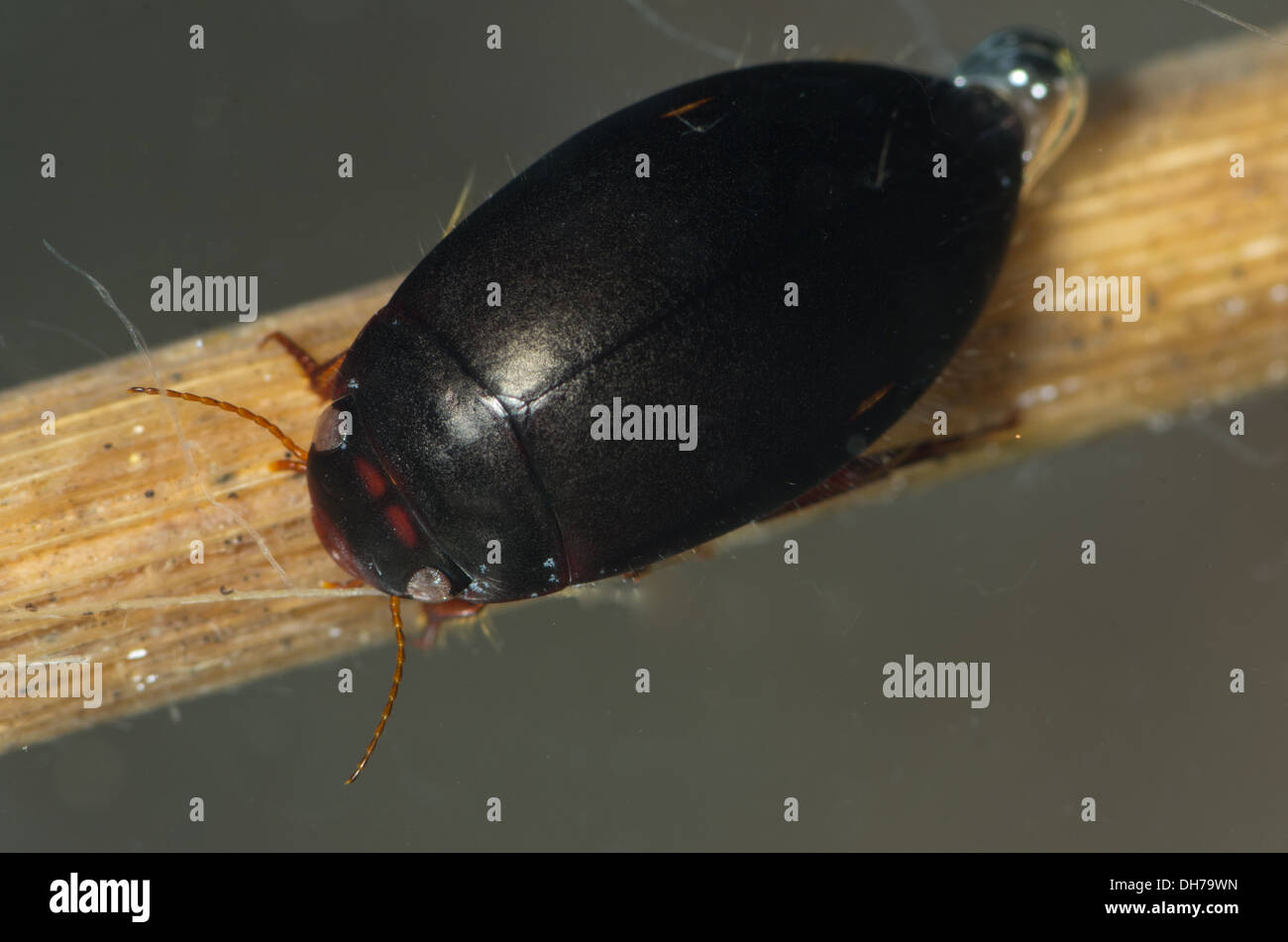 Black water beetle hi-res stock photography and images - Alamy