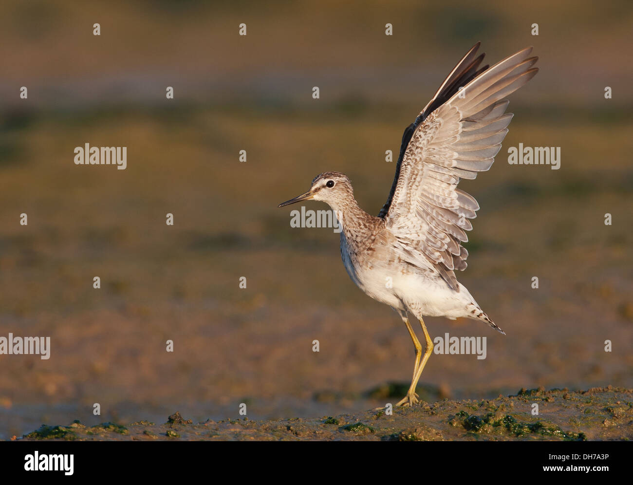 Wood Sandpiper, Sandpiper Stock Photo - Alamy