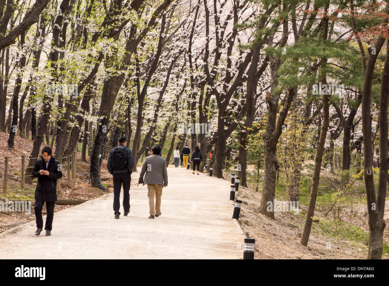 People walking along cherry tree lined path in Jeongneung Royal Tomb ...