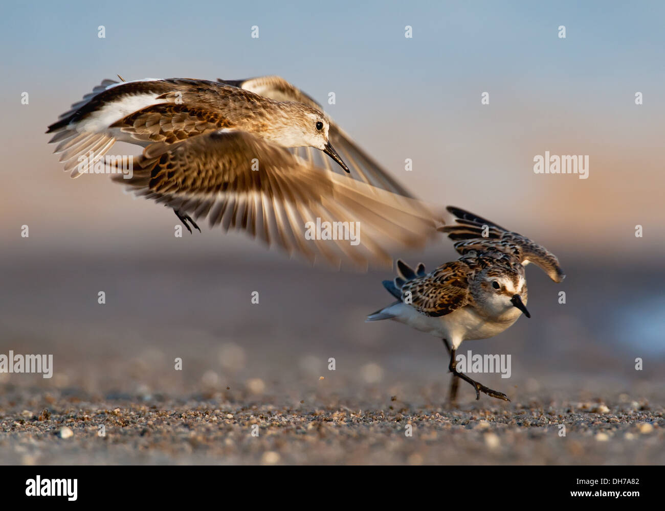 Little Stint, Stint, Calidris minuta Stock Photo - Alamy