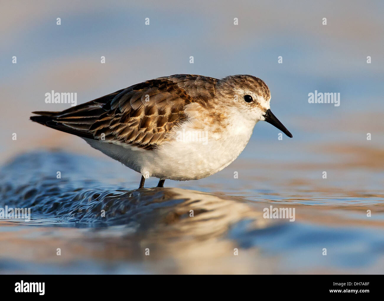 Little Stint, Stint, Calidris minuta Stock Photo - Alamy
