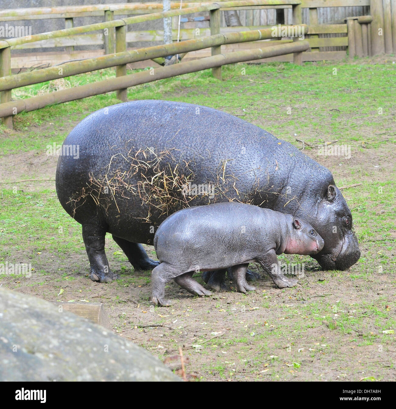 Baby hippo birth hi-res stock photography and images - Alamy