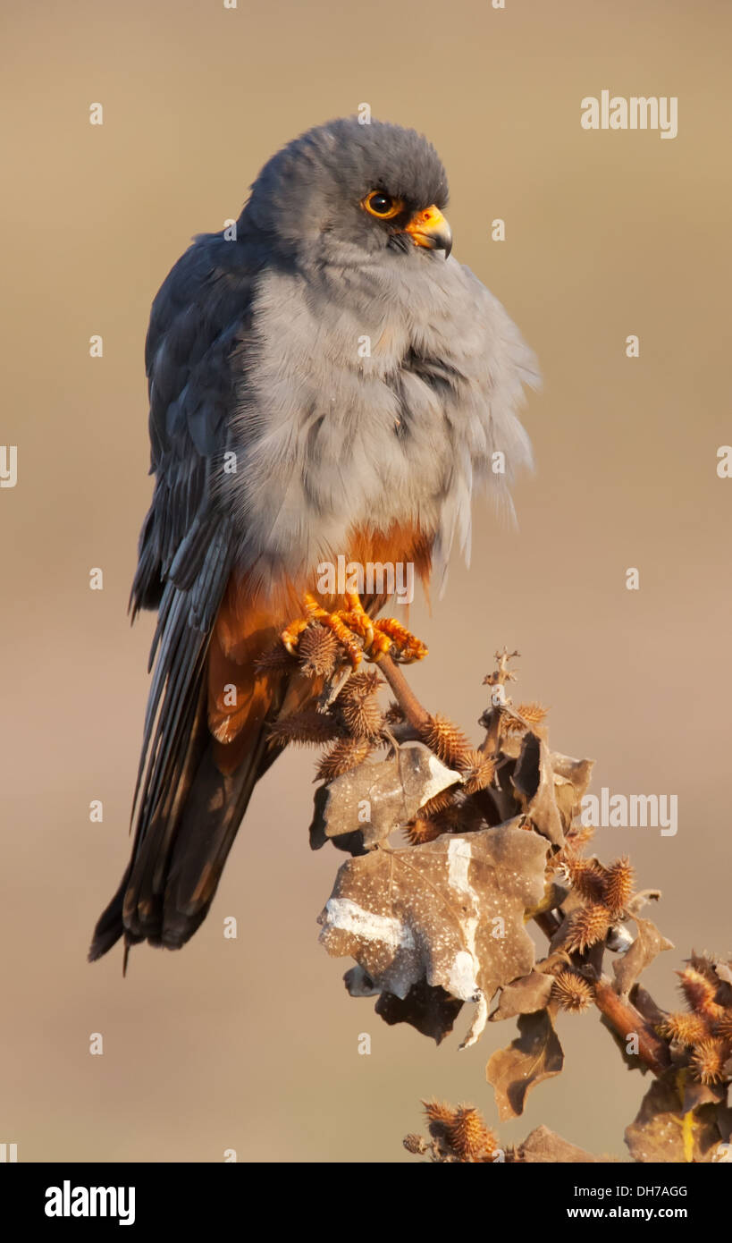 Red Footed Falcon, Falcon Stock Photo - Alamy