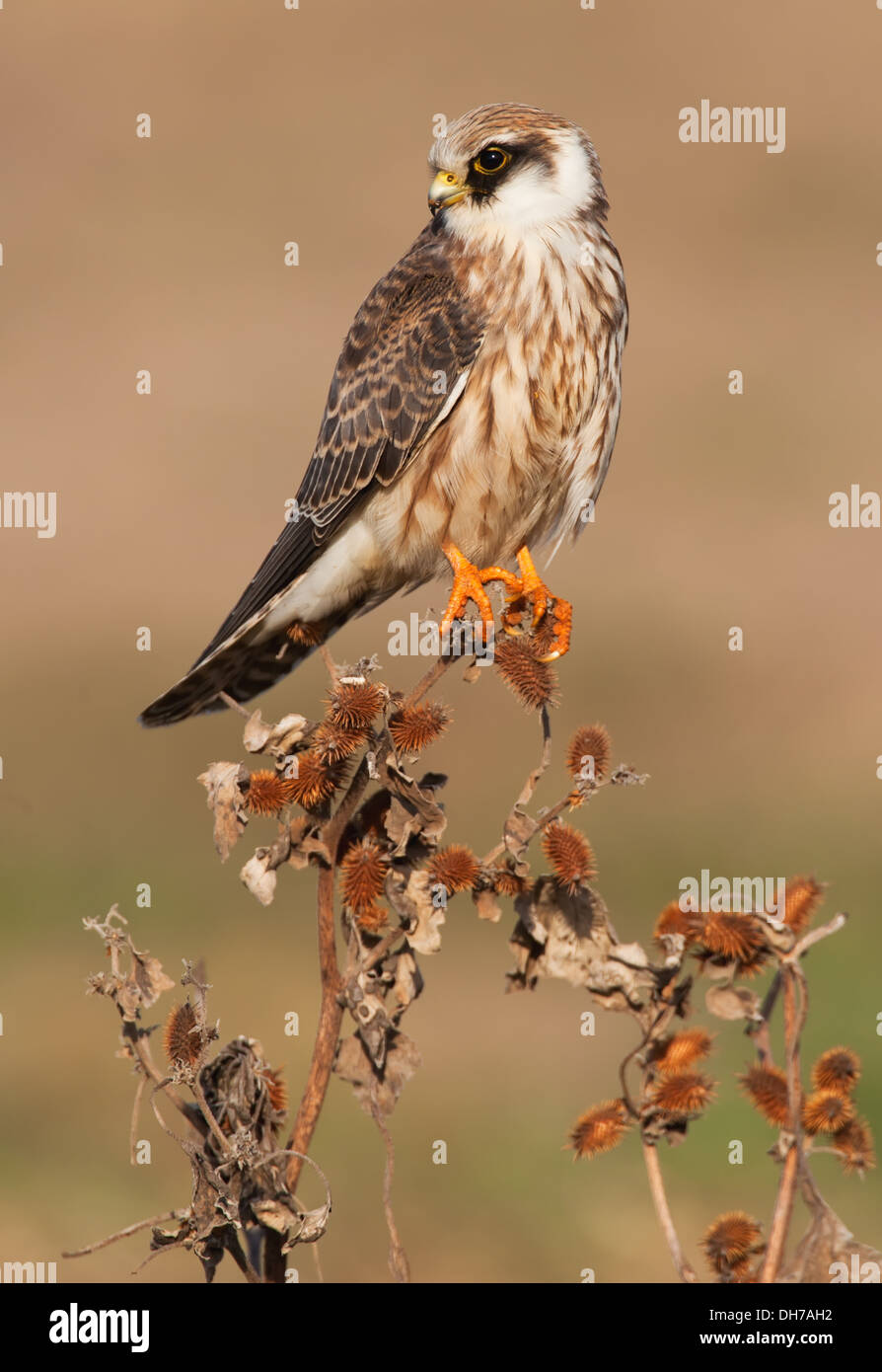 Red Footed Falcon, Falcon Stock Photo - Alamy