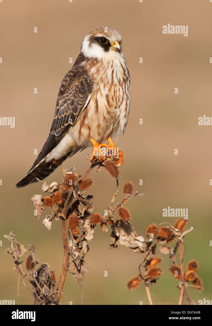 Red Footed Falcon, Falcon Stock Photo - Alamy
